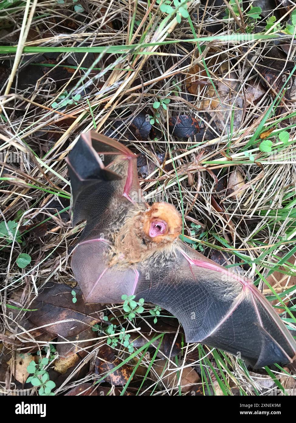 Eastern Red Bat (Lasiurus borealis) Mammalia Stock Photo - Alamy