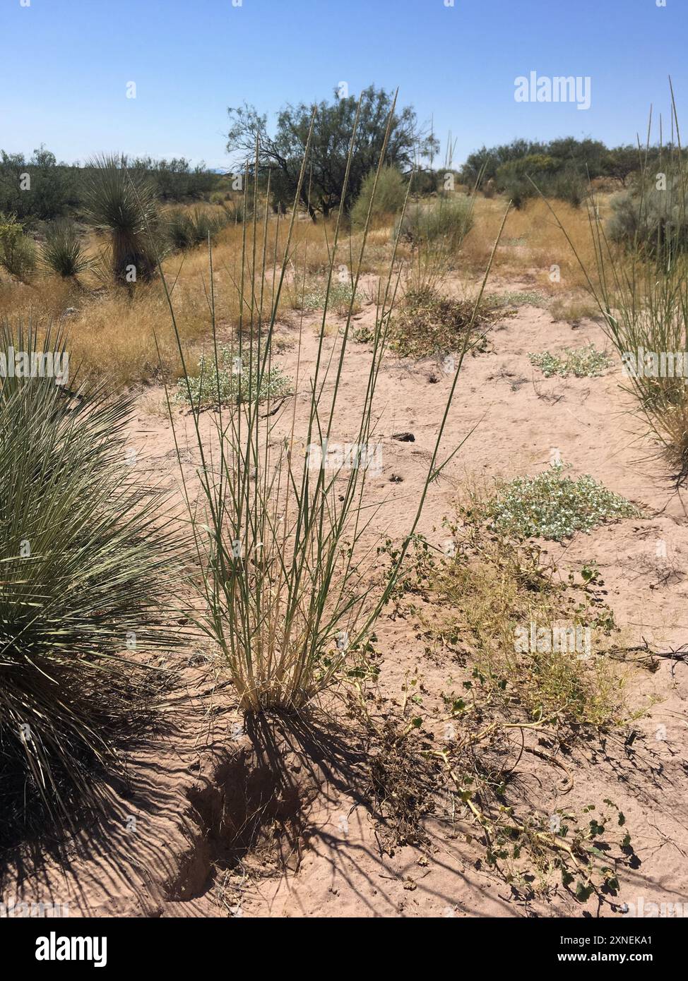 Giant Dropseed (Sporobolus giganteus) Plantae Stock Photo - Alamy