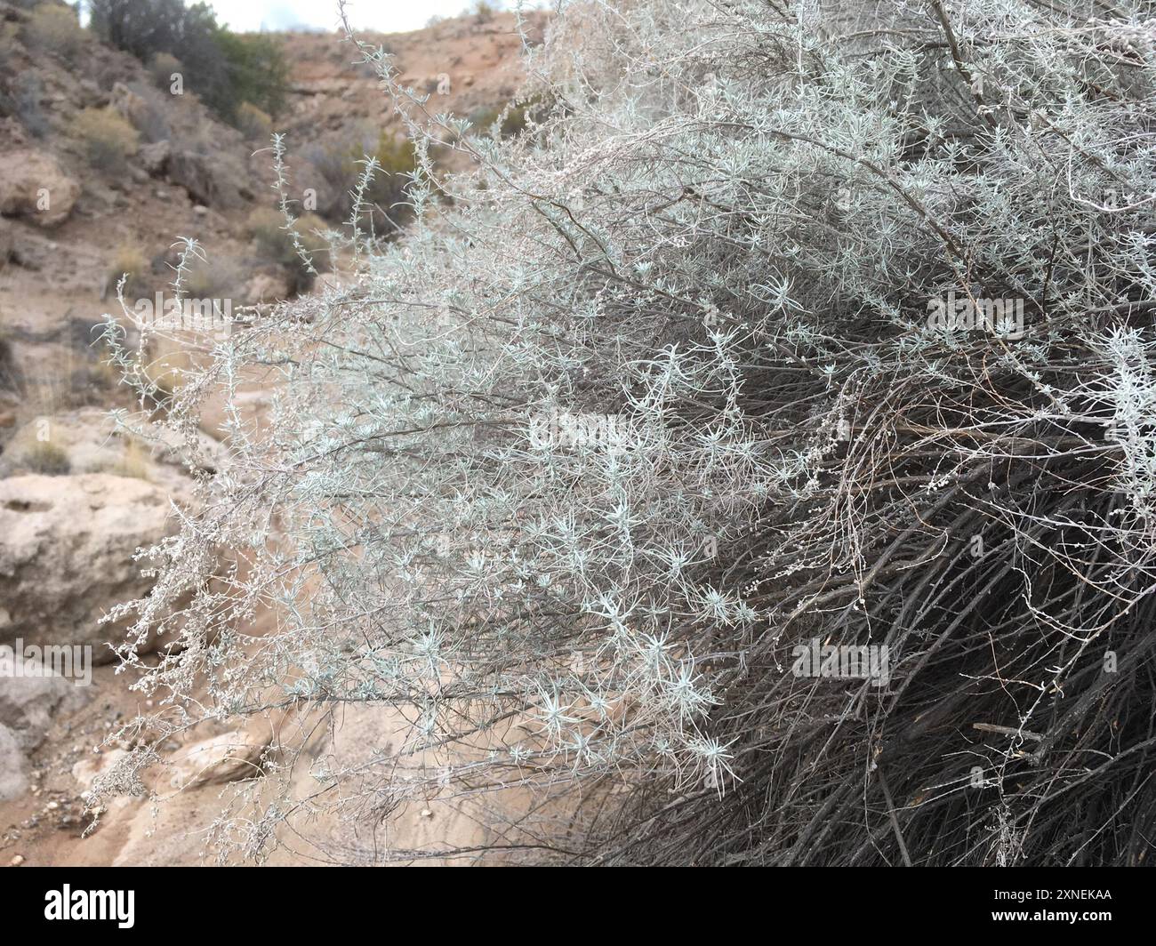 sand sagebrush (Artemisia filifolia) Plantae Stock Photo - Alamy