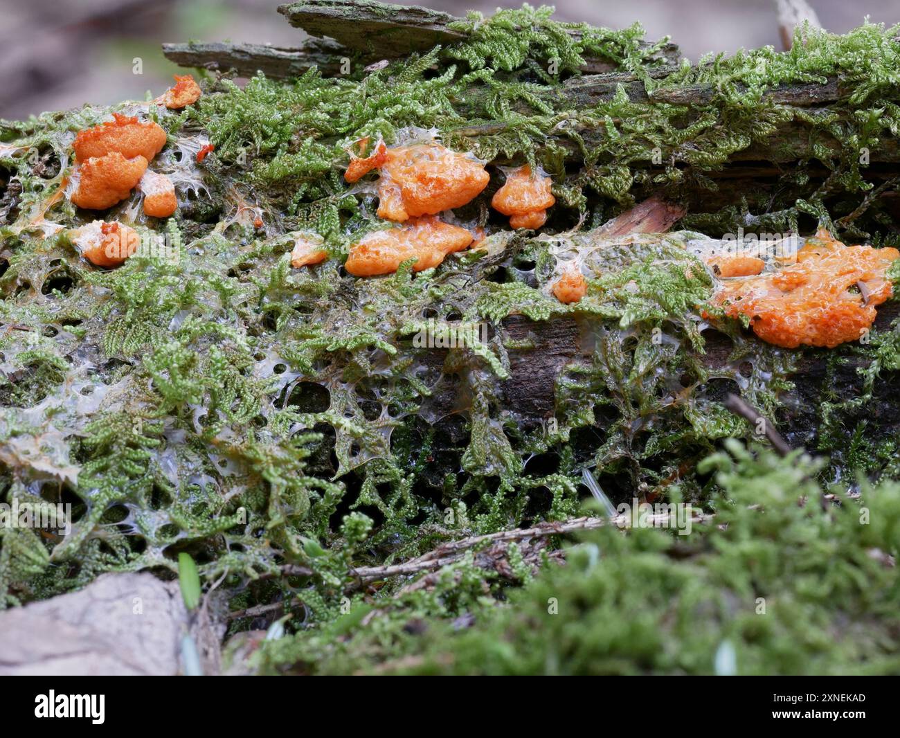slime molds (Mycetozoa) Protozoa Stock Photo - Alamy