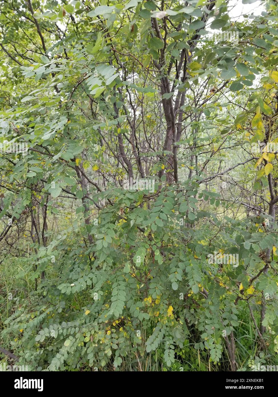 New Mexico locust (Robinia neomexicana) Plantae Stock Photo - Alamy