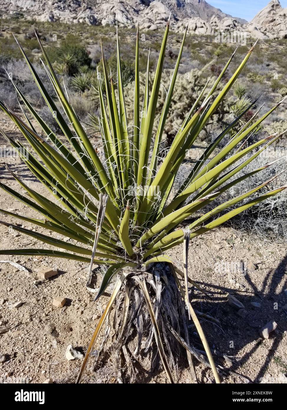 Mojave Yucca (Yucca schidigera) Plantae Stock Photo - Alamy