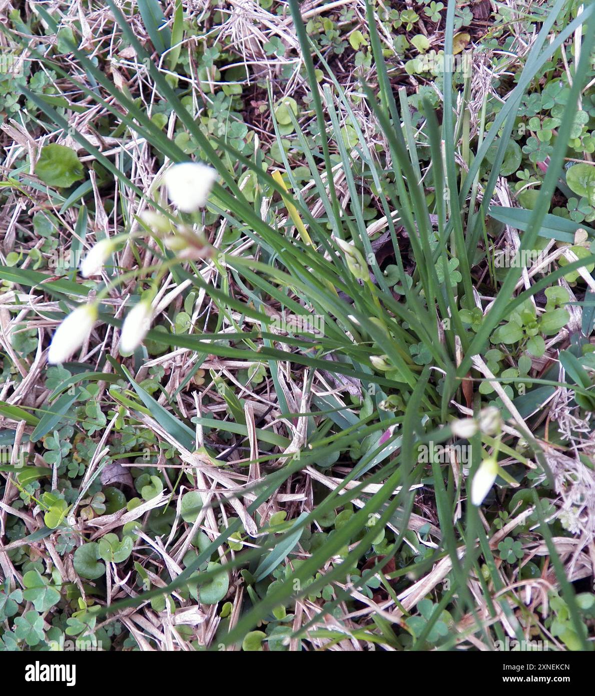 crowpoison (Nothoscordum bivalve) Plantae Stock Photo - Alamy