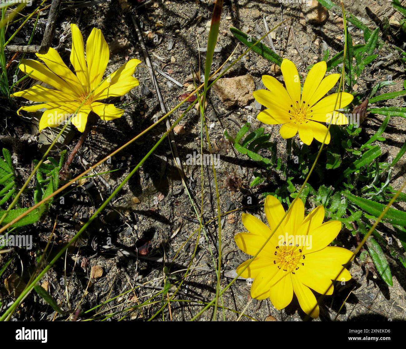 Butter Flower (Gazania krebsiana krebsiana) Plantae Stock Photo - Alamy