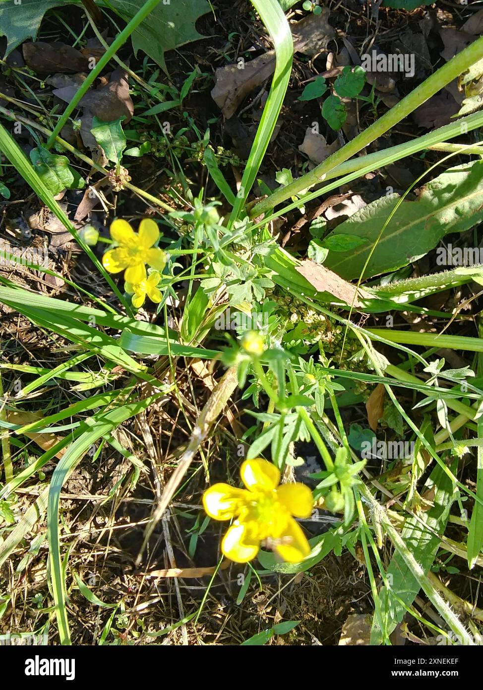 buttercup family (Ranunculaceae) Plantae Stock Photo - Alamy