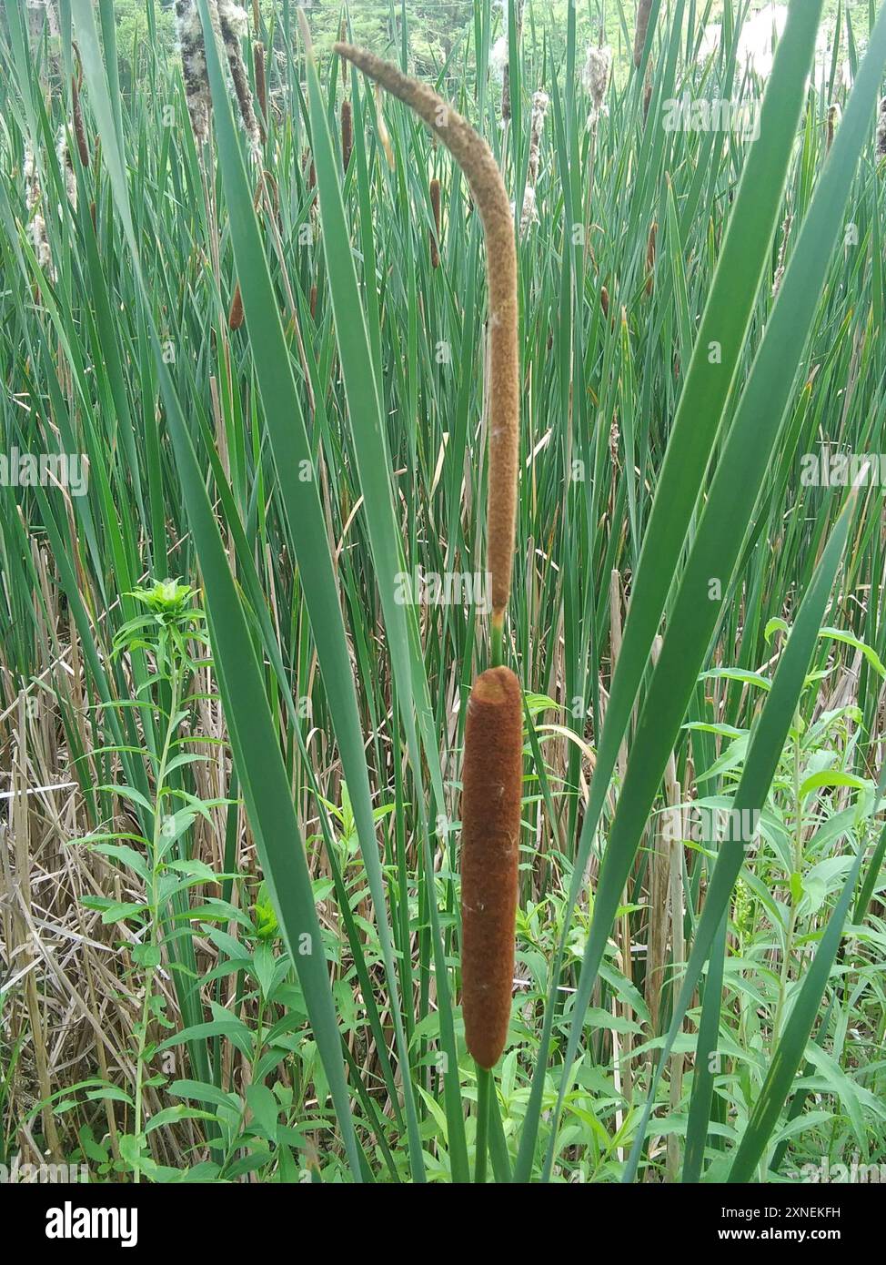 Cattails (Typha) Plantae Stock Photo - Alamy