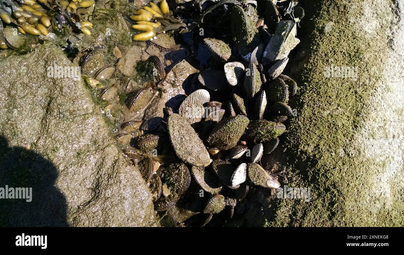 Atlantic Ribbed Mussel (Geukensia demissa) Mollusca Stock Photo - Alamy