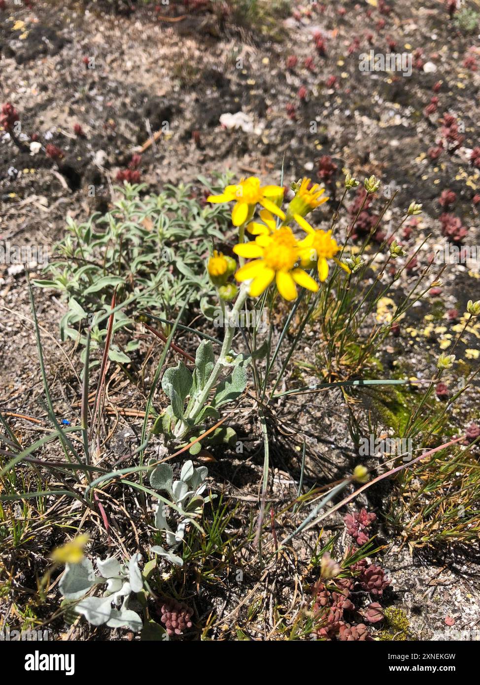 Tall western groundsel (Senecio integerrimus) Plantae Stock Photo - Alamy