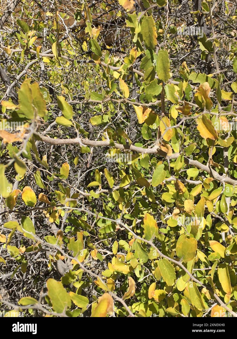 spiny hackberry (Celtis pallida) Plantae Stock Photo - Alamy