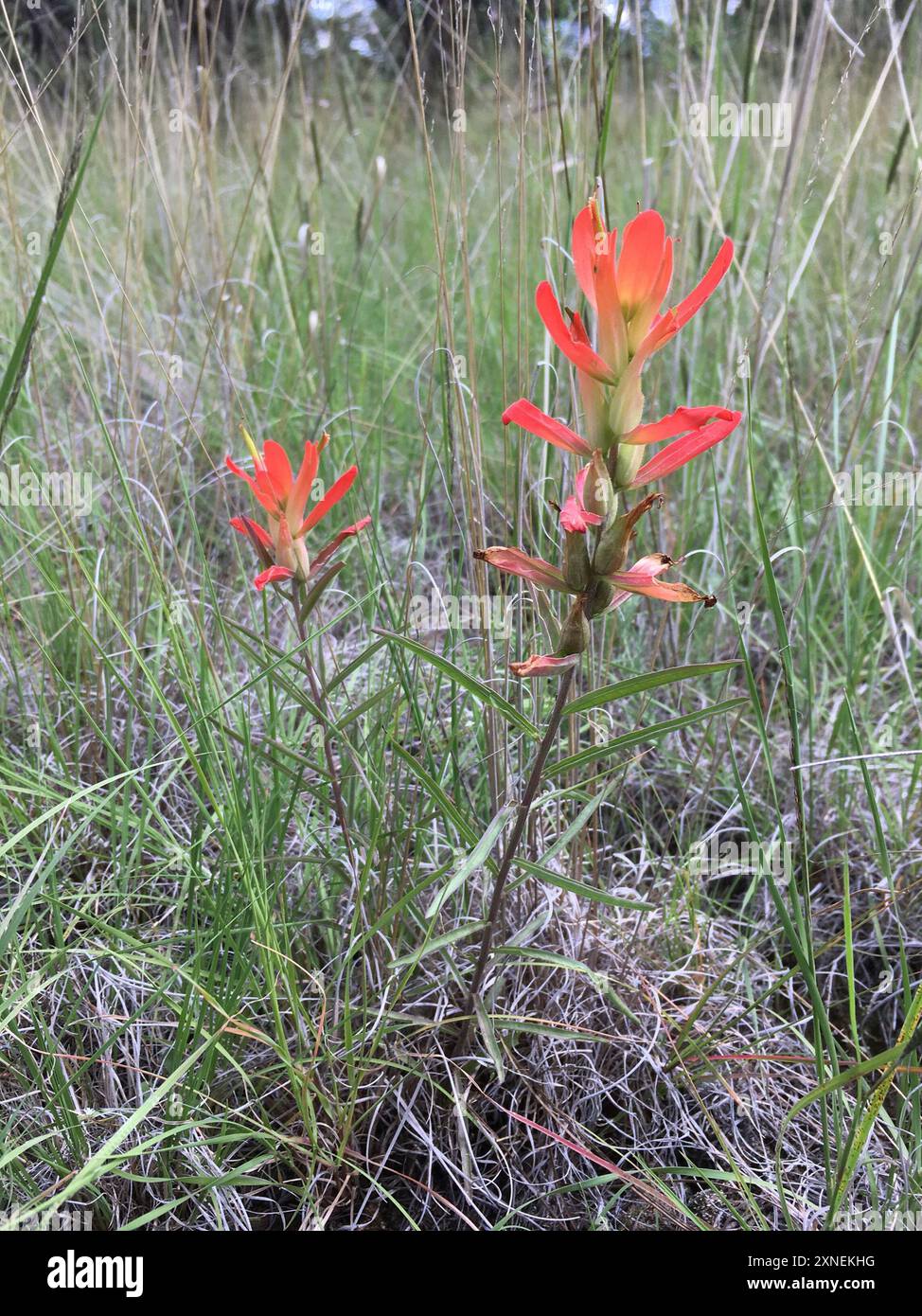 Wholeleaf Paintbrush (Castilleja integra) Plantae Stock Photo - Alamy