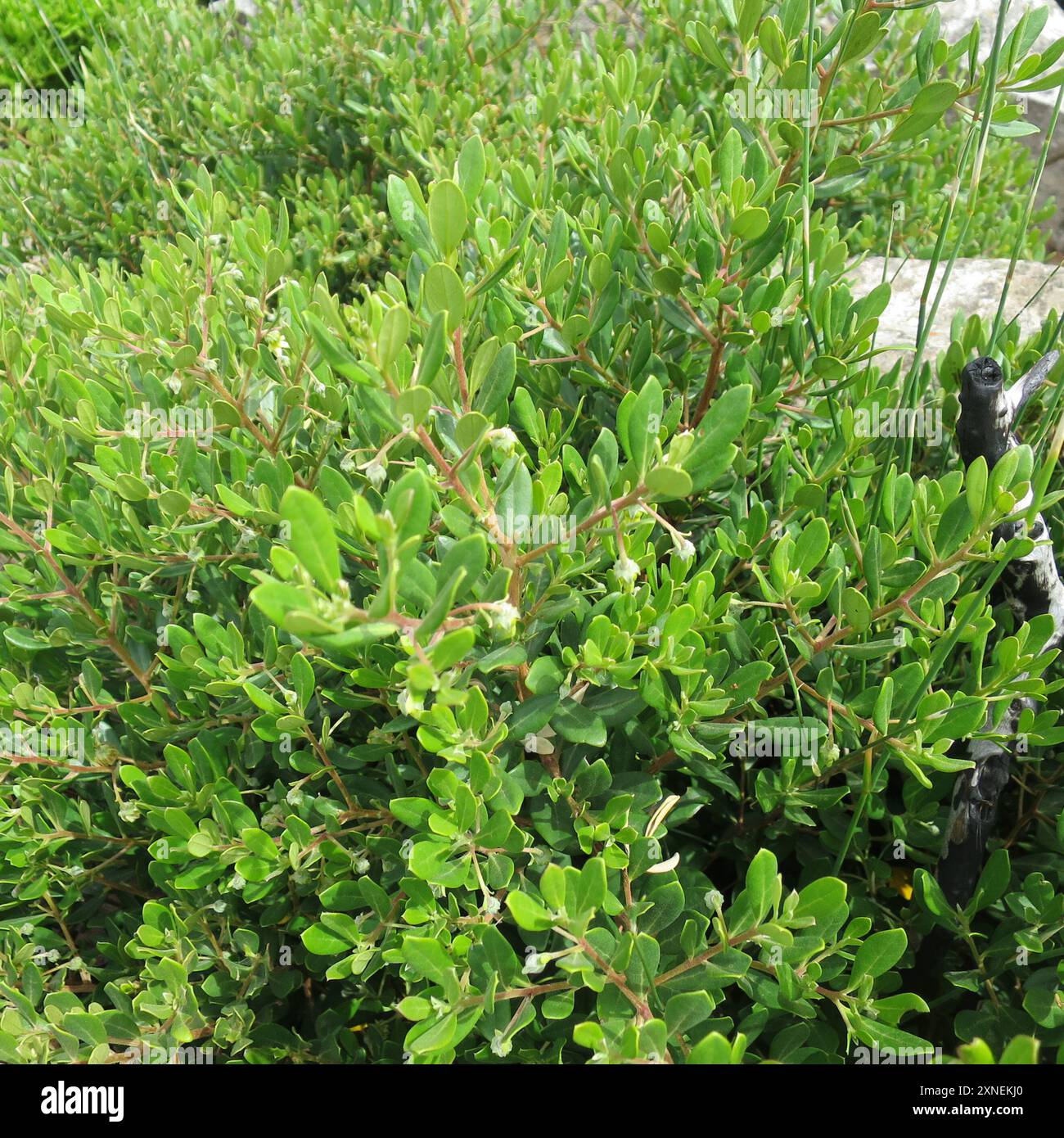 Cape Starapple (Diospyros glabra) Plantae Stock Photo - Alamy