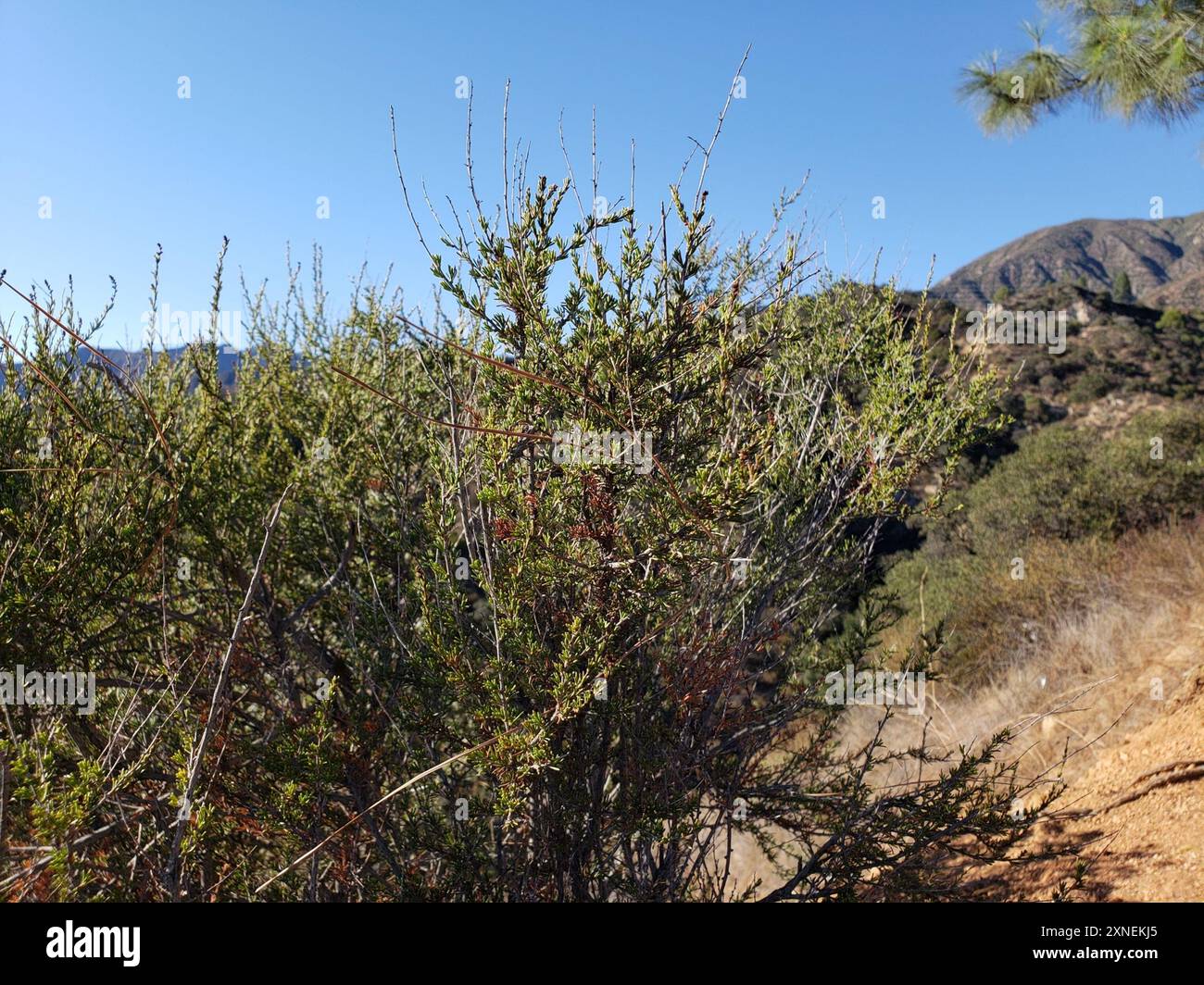 chamise (Adenostoma fasciculatum) Plantae Stock Photo - Alamy