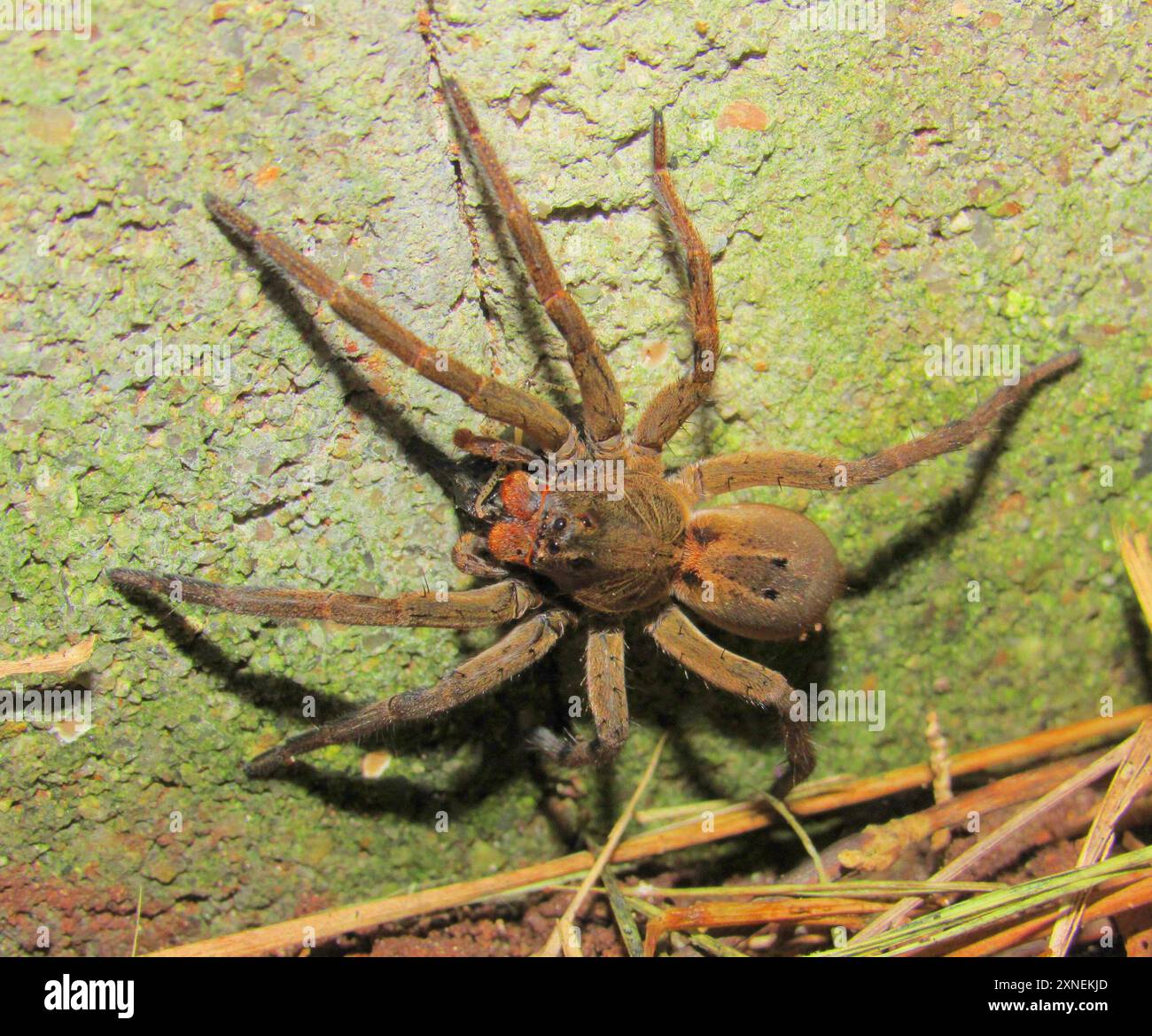 Lycosa erythrognatha hi-res stock photography and images - Alamy