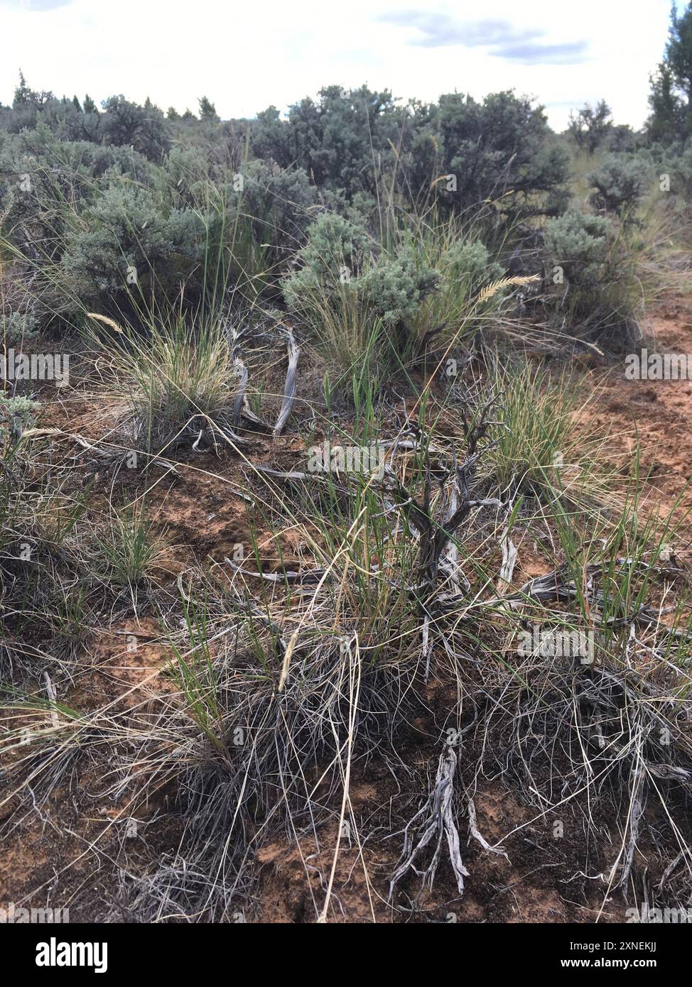 Crested Wheatgrass (Agropyron cristatum) Plantae Stock Photo - Alamy