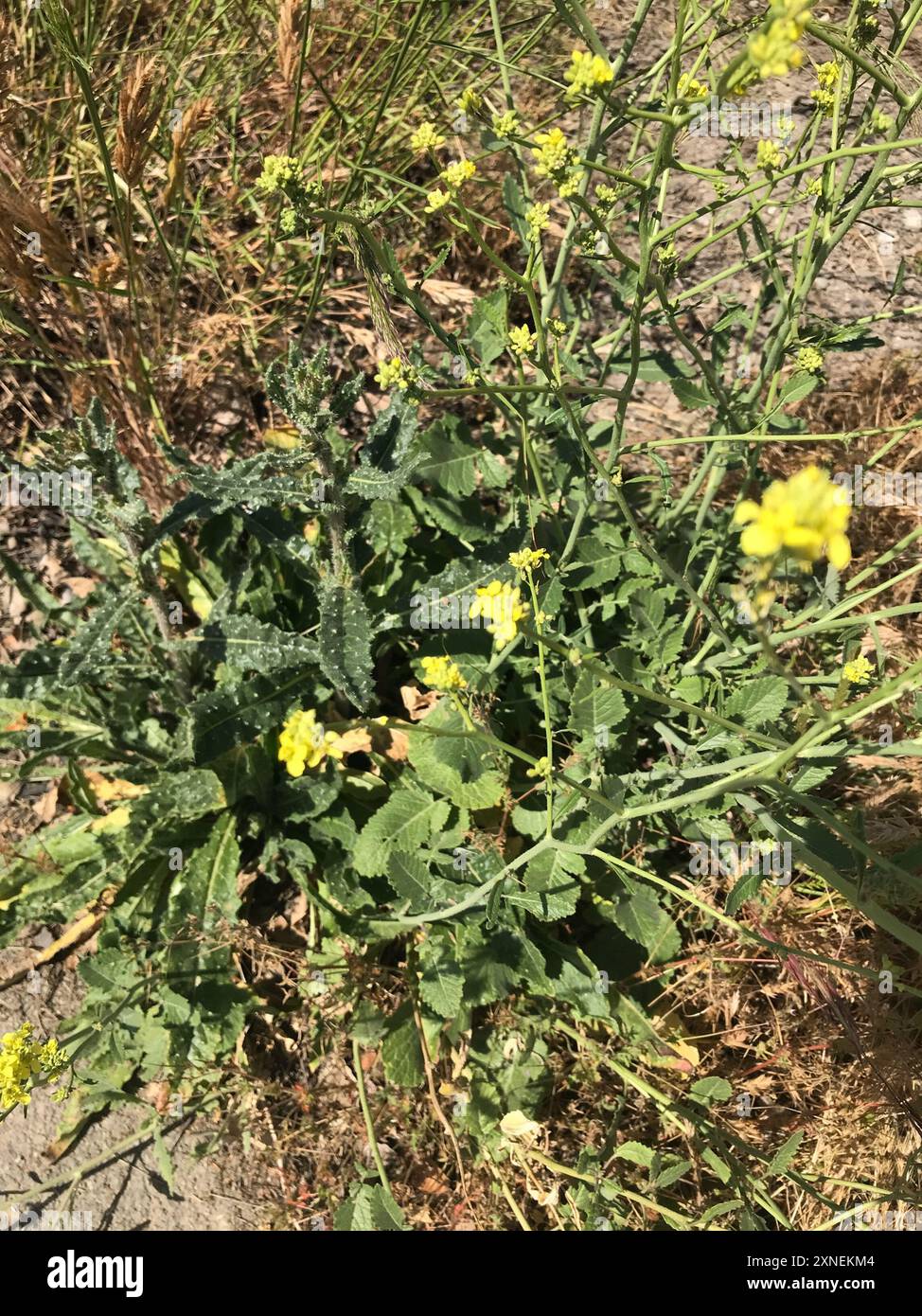 Shortpod Mustard (Hirschfeldia incana) Plantae Stock Photo - Alamy