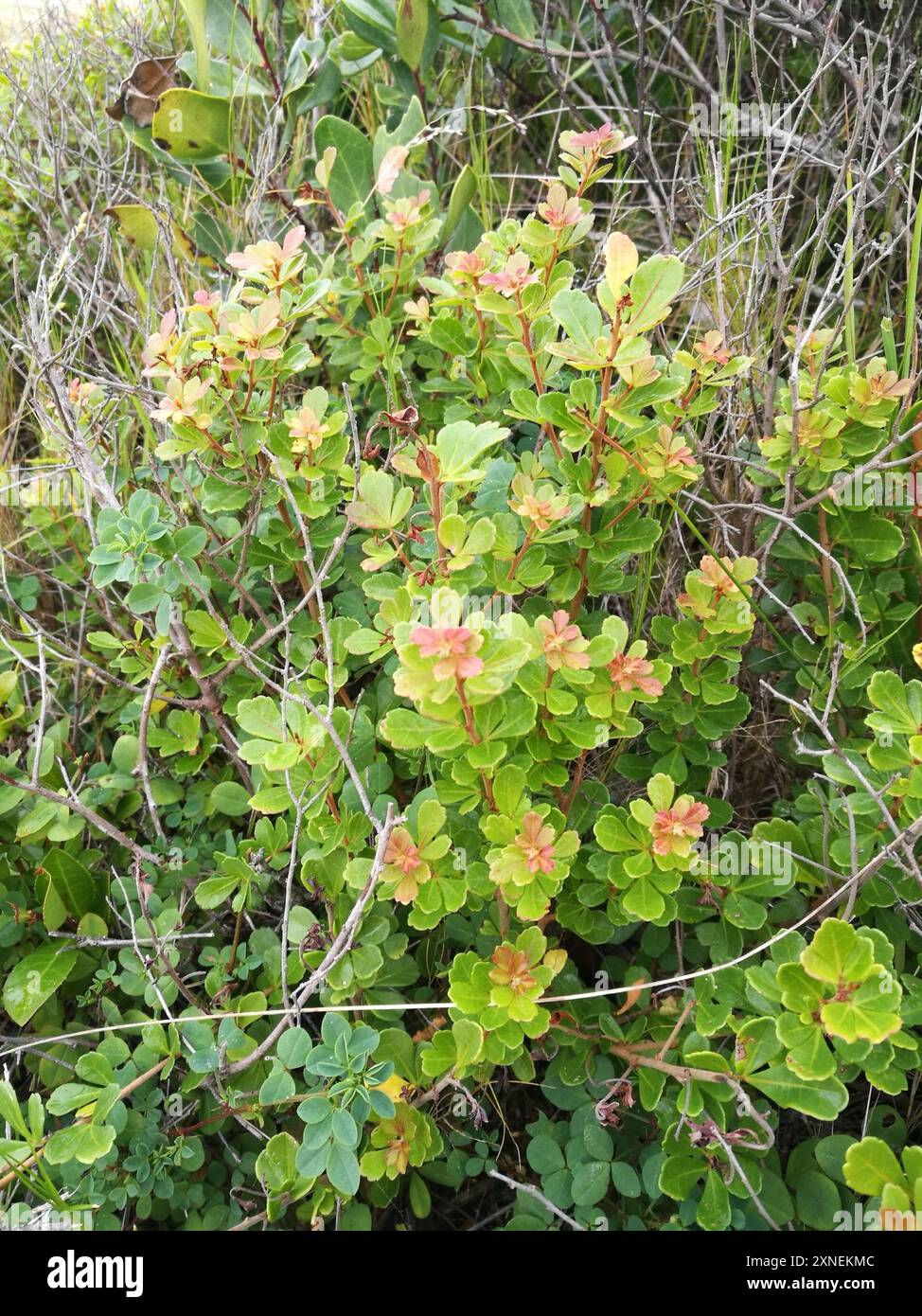 Crowberry (Searsia crenata) Plantae Stock Photo - Alamy