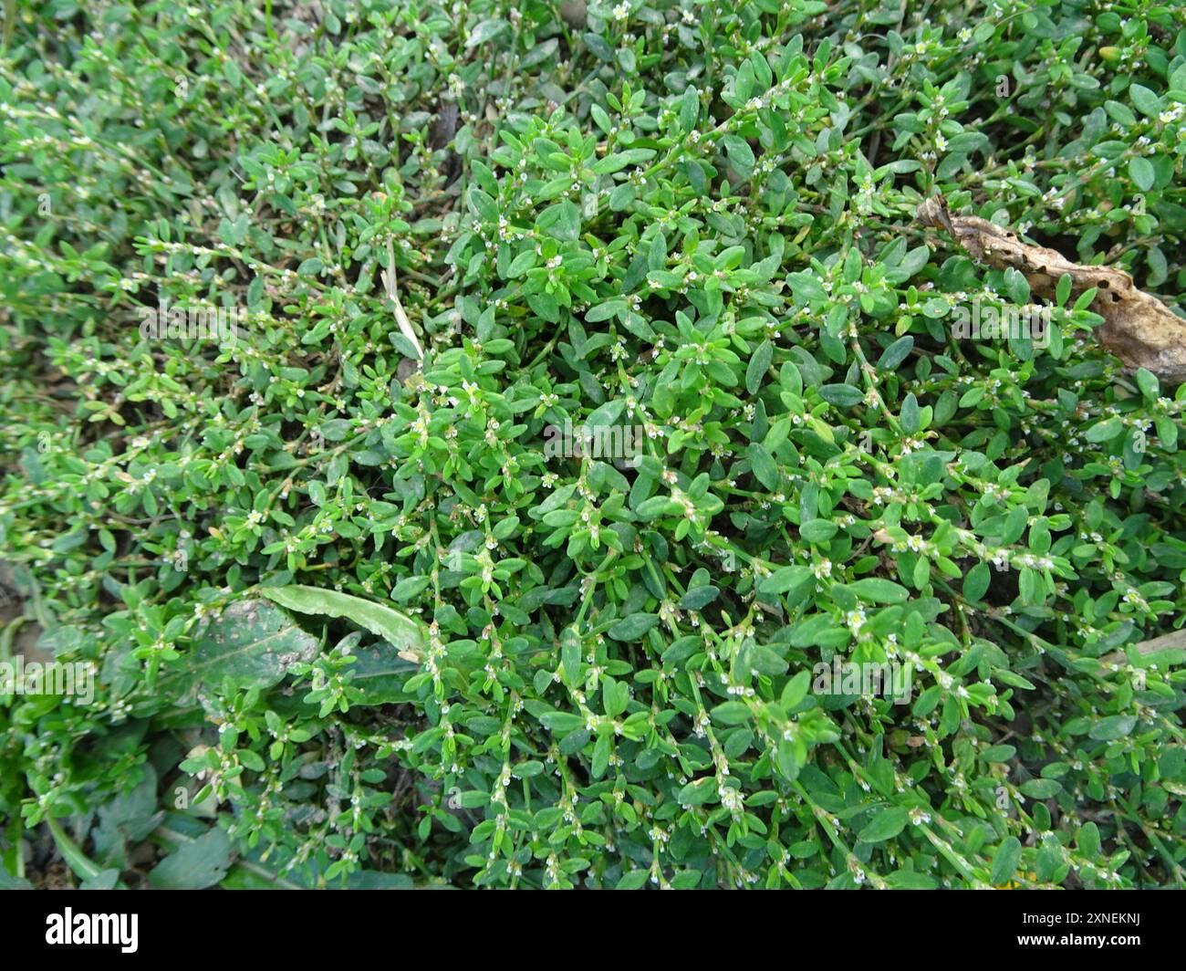 Oval Leaf Knotweed (Polygonum arenastrum) Plantae Stock Photo - Alamy