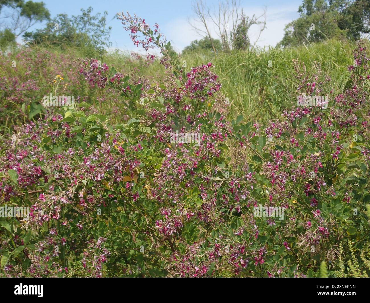 Thunberg's lespedeza (Lespedeza thunbergii) Plantae Stock Photo - Alamy