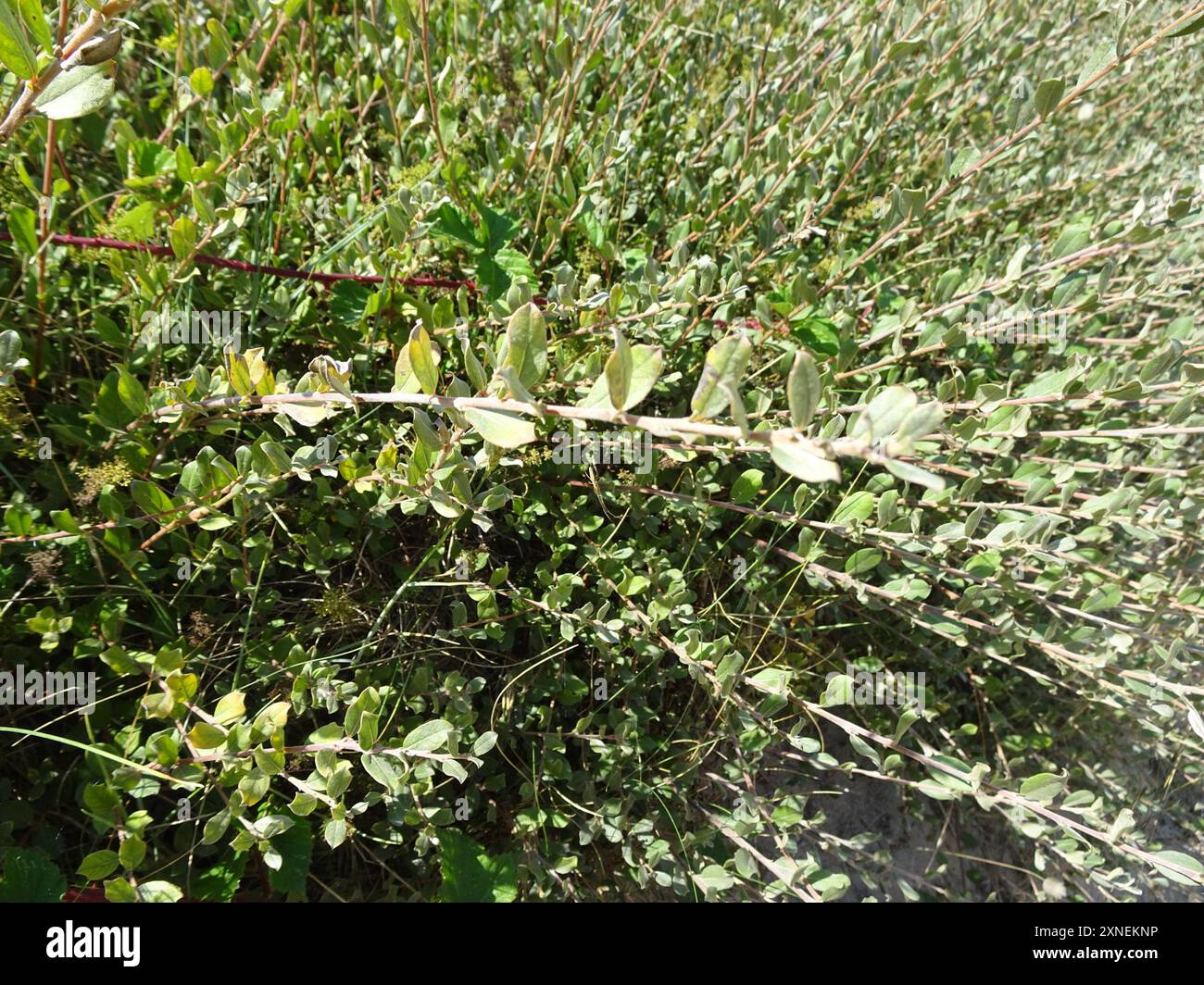 (Salix repens argentea) Plantae Stock Photo - Alamy