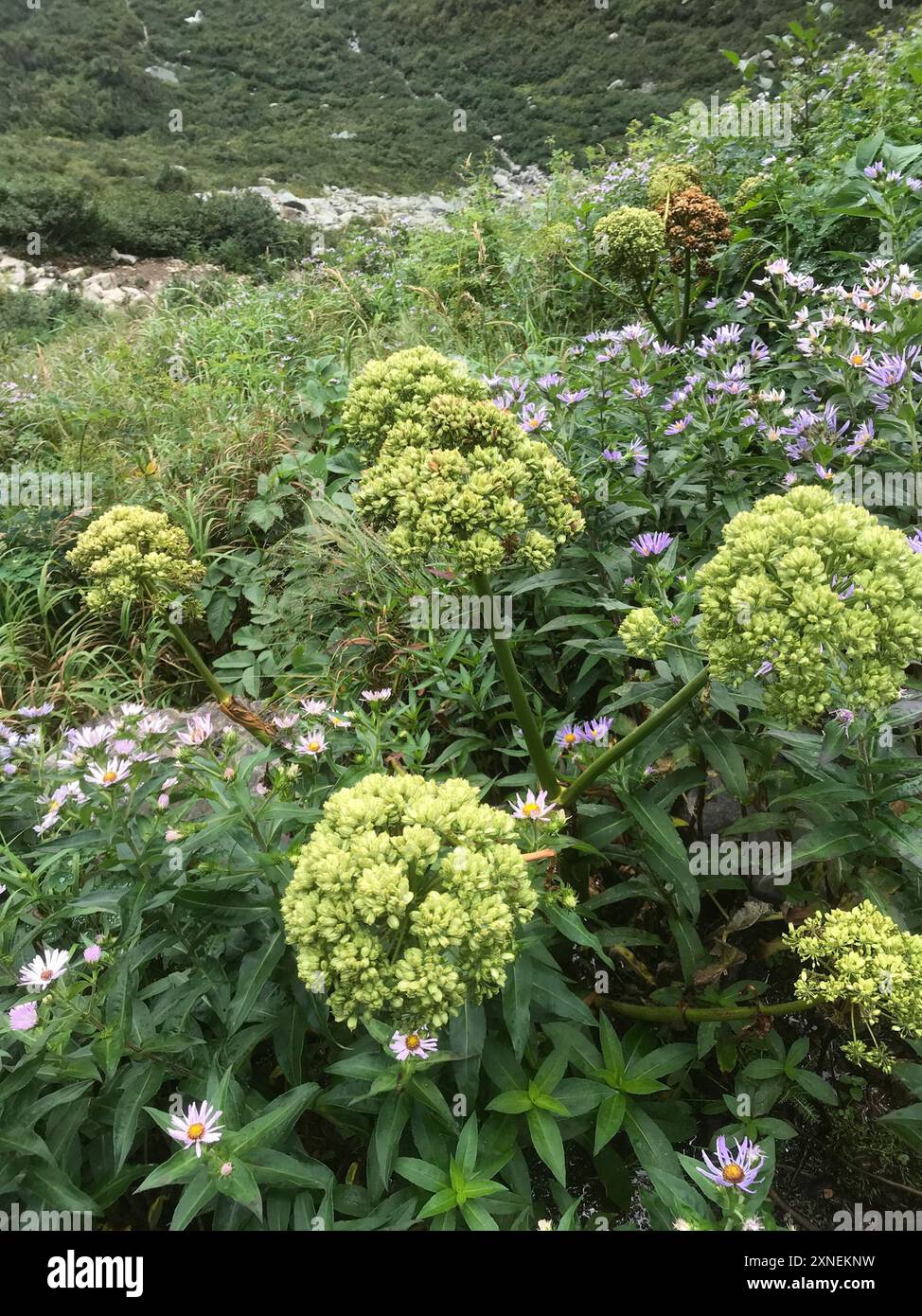 purple-stemmed angelica (Angelica atropurpurea) Plantae Stock Photo - Alamy