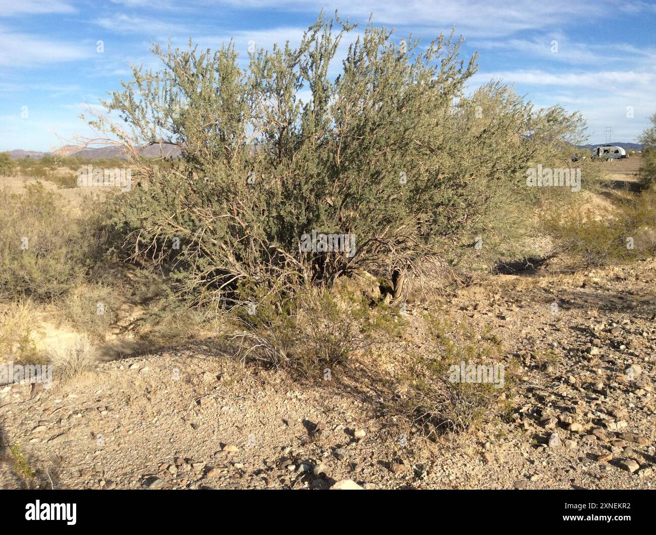 desert ironwood (Olneya tesota) Plantae Stock Photo - Alamy