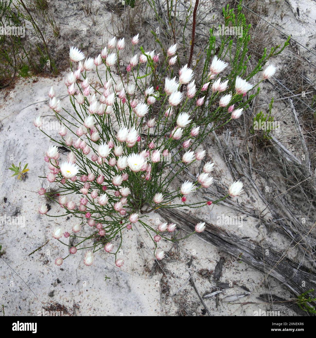 Common Scaly Sewejaartjie (Edmondia sesamoides) Plantae Stock Photo - Alamy
