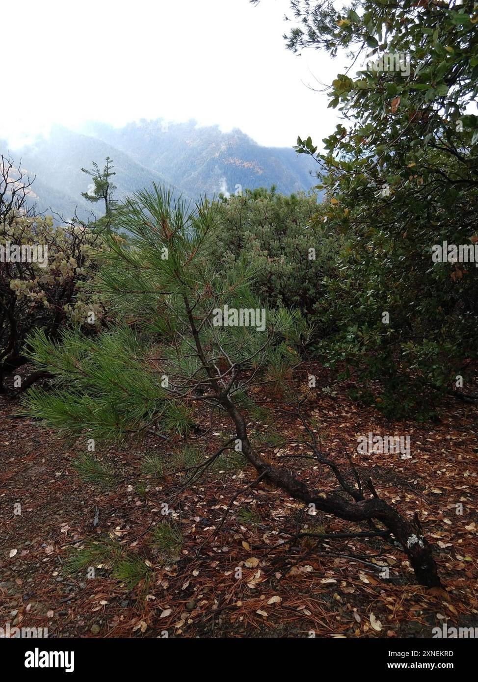 Western Dwarf-Mistletoe (Arceuthobium campylopodum) Plantae Stock Photo ...