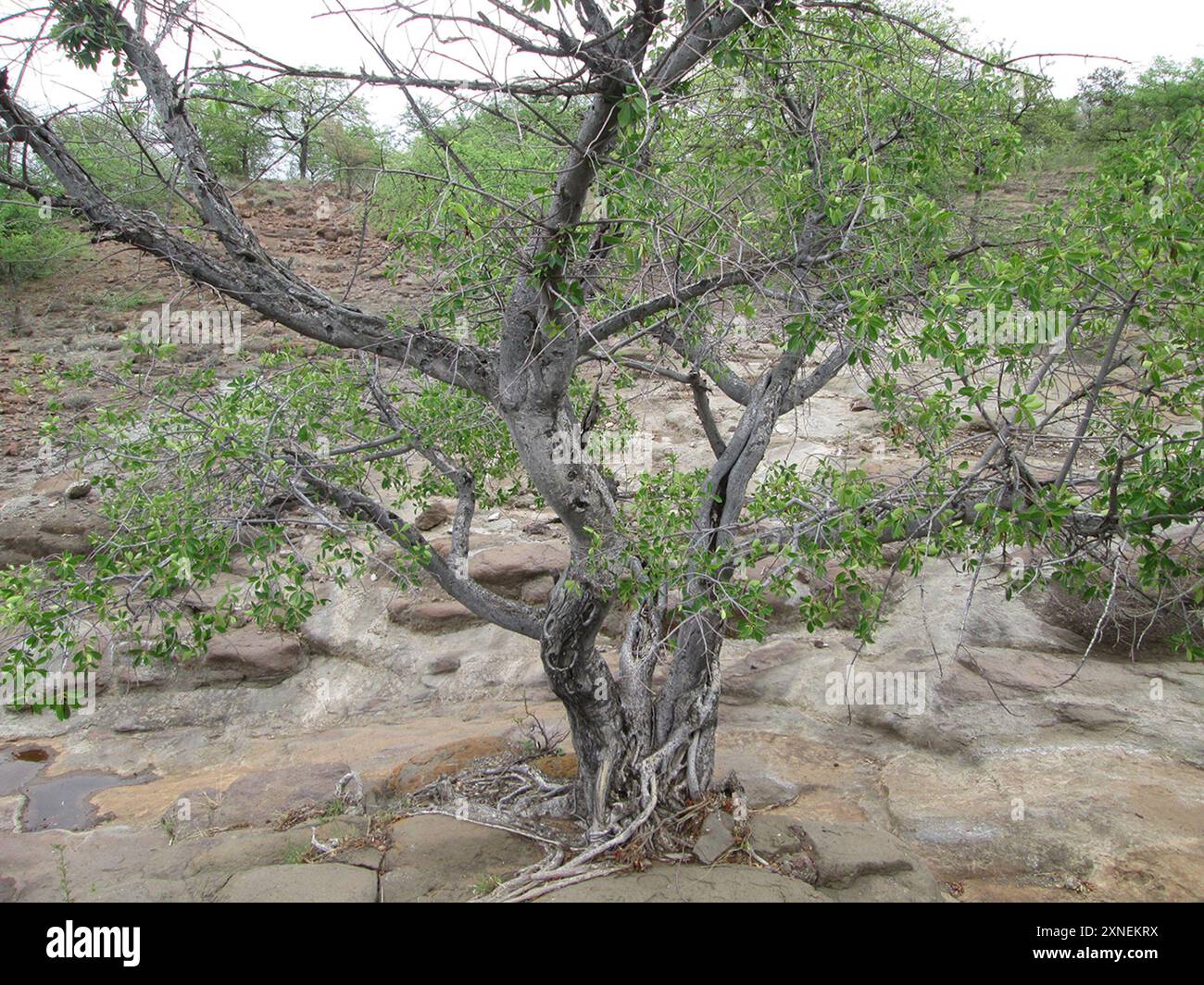 Common Wild Fig (Ficus burkei) Plantae Stock Photo - Alamy