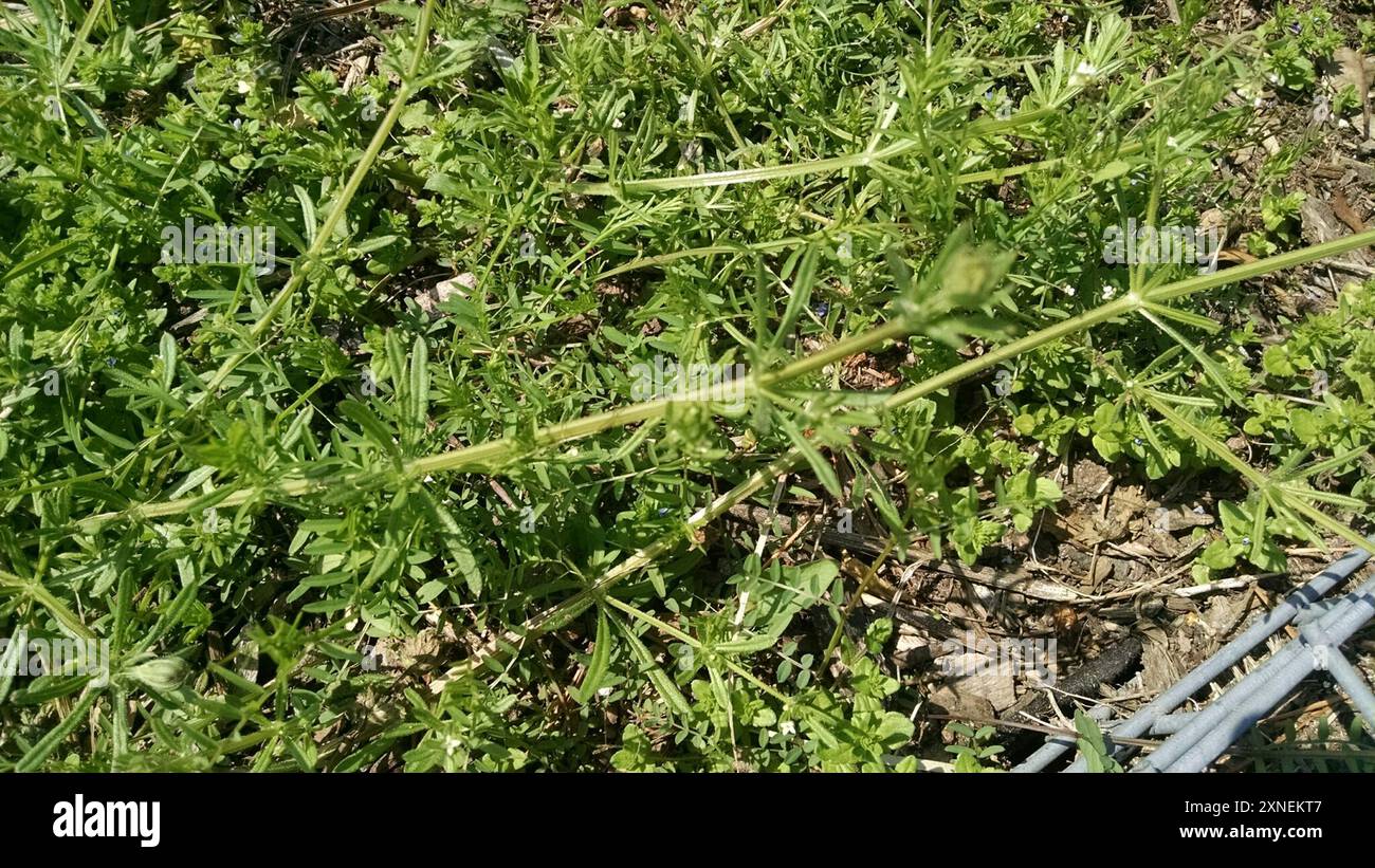 catchweed bedstraw (Galium aparine) Plantae Stock Photo - Alamy