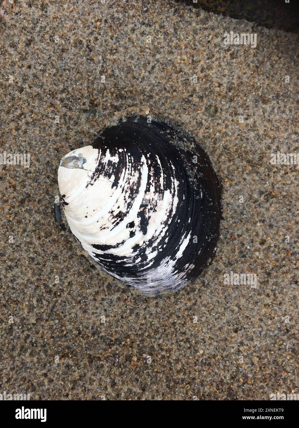 Ocean Quahog (Arctica islandica) Mollusca Stock Photo - Alamy
