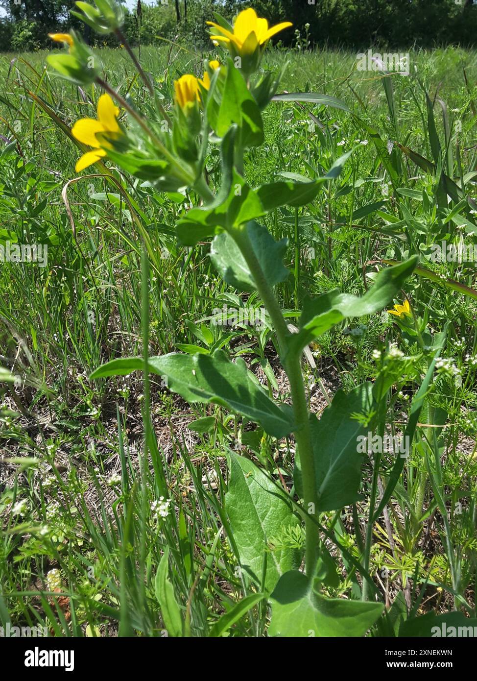 Texas yellow star (Lindheimera texana) Plantae Stock Photo - Alamy