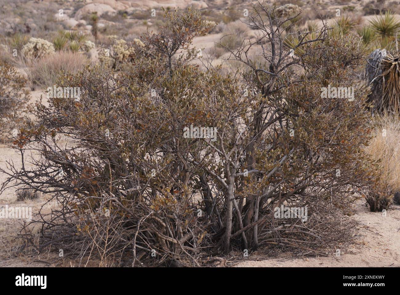 jojoba (Simmondsia chinensis) Plantae Stock Photo - Alamy