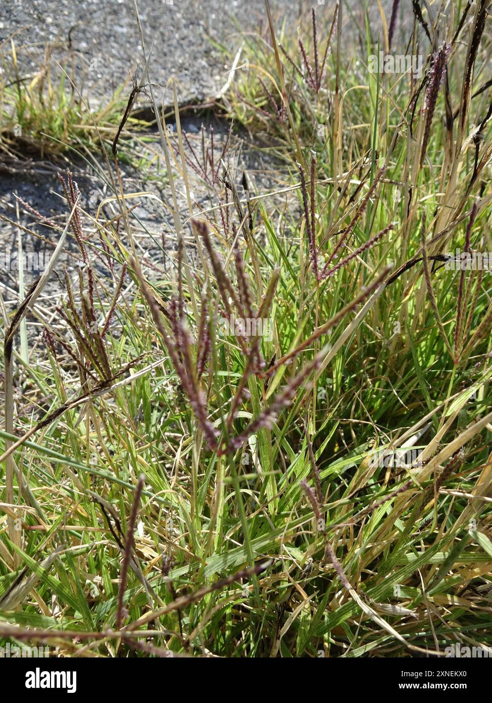 Bermuda grass (Cynodon dactylon) Plantae Stock Photo - Alamy