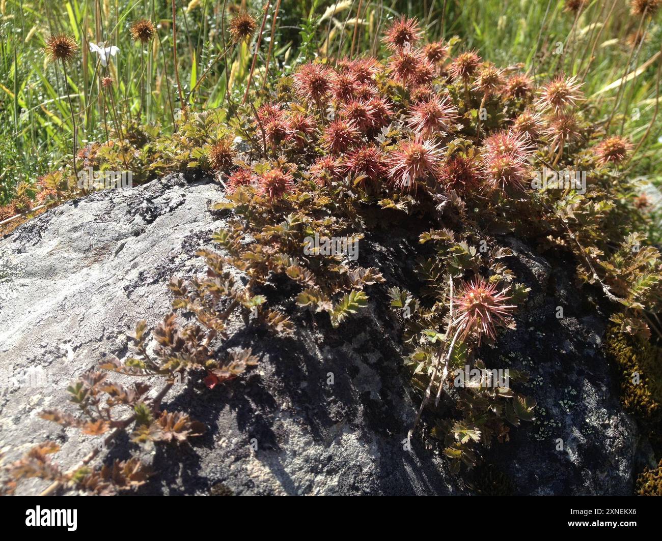 Spineless Acaena (Acaena inermis) Plantae Stock Photo - Alamy