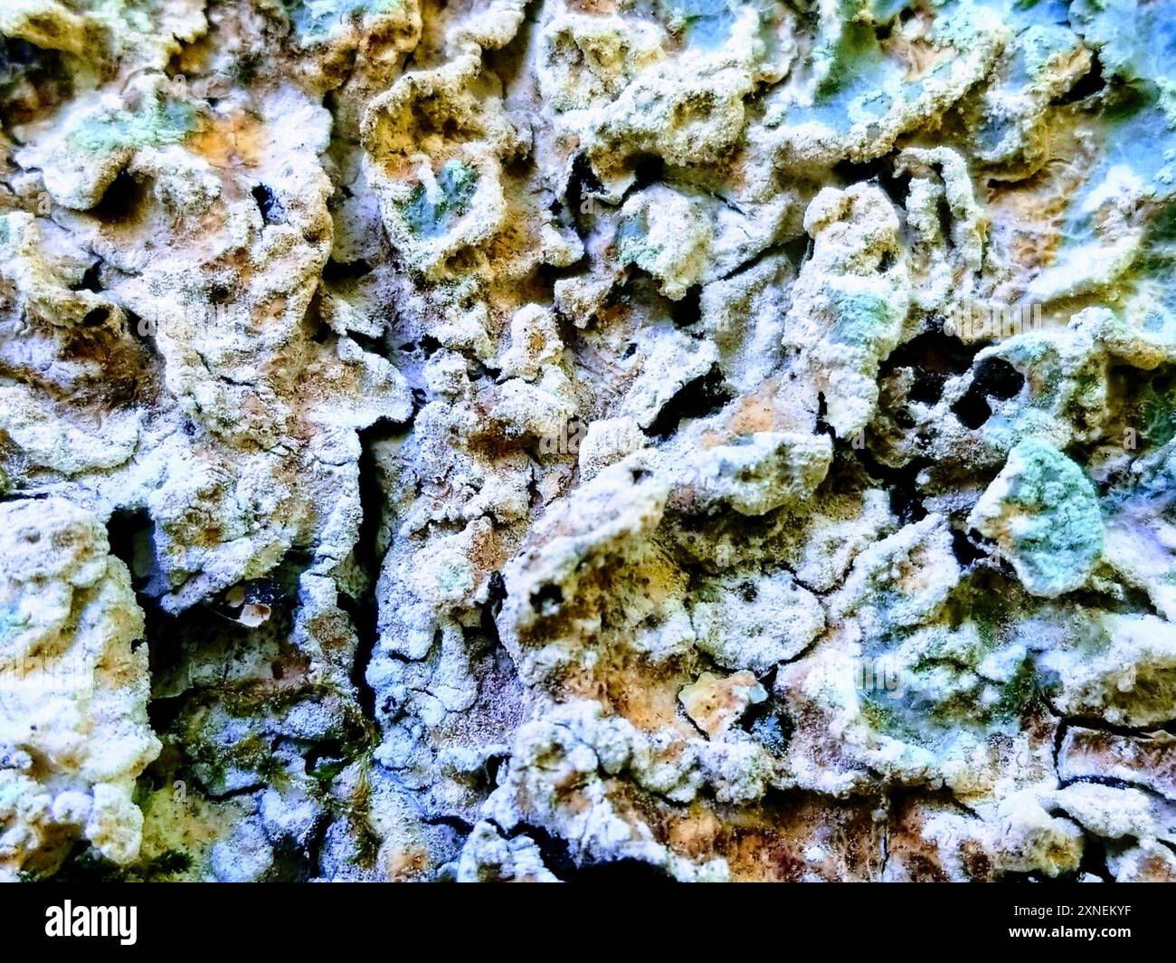 Reticulate Shield (Crespoa crozalsiana) Fungi Stock Photo - Alamy