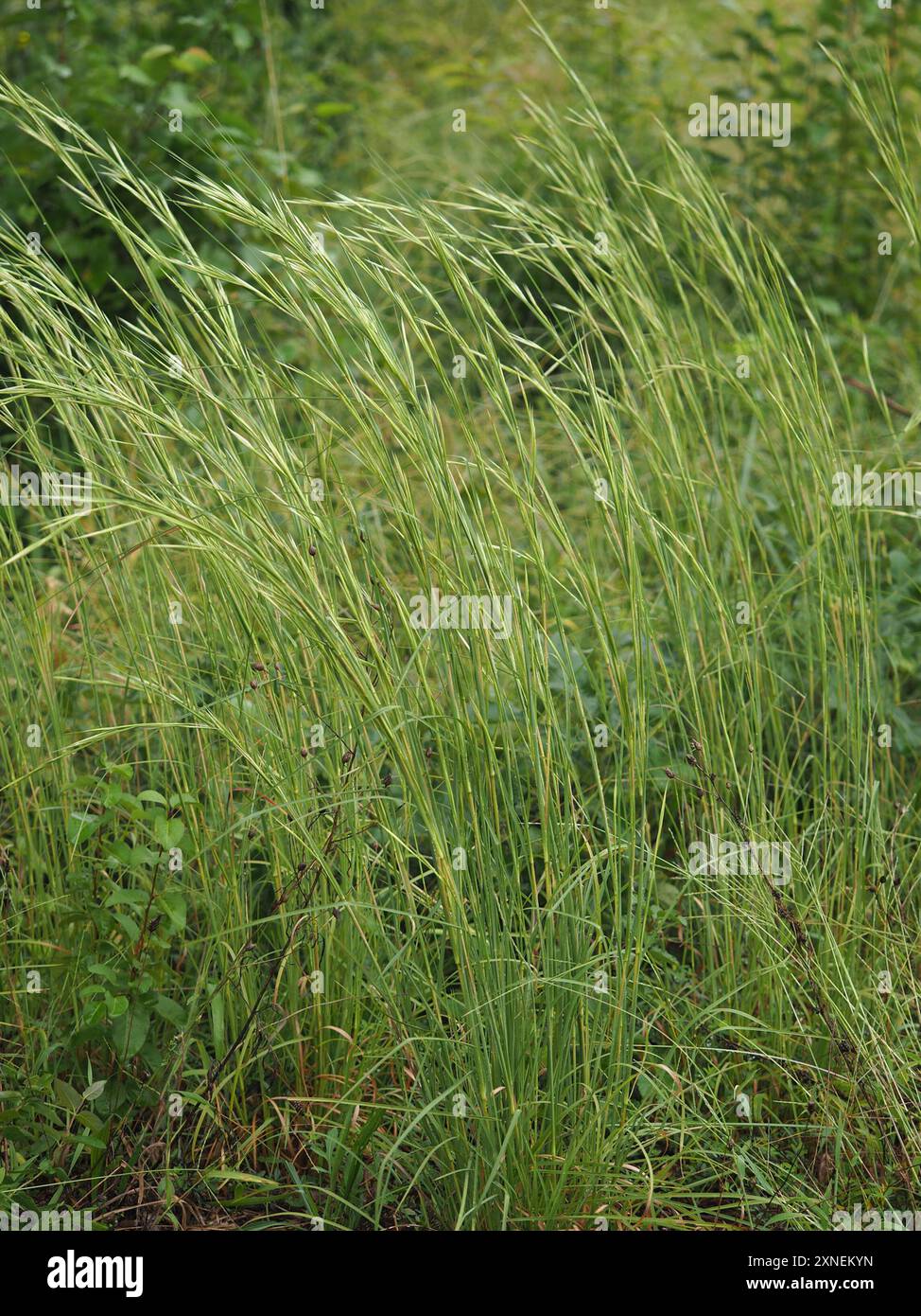 grasses (Poaceae) Plantae Stock Photo - Alamy