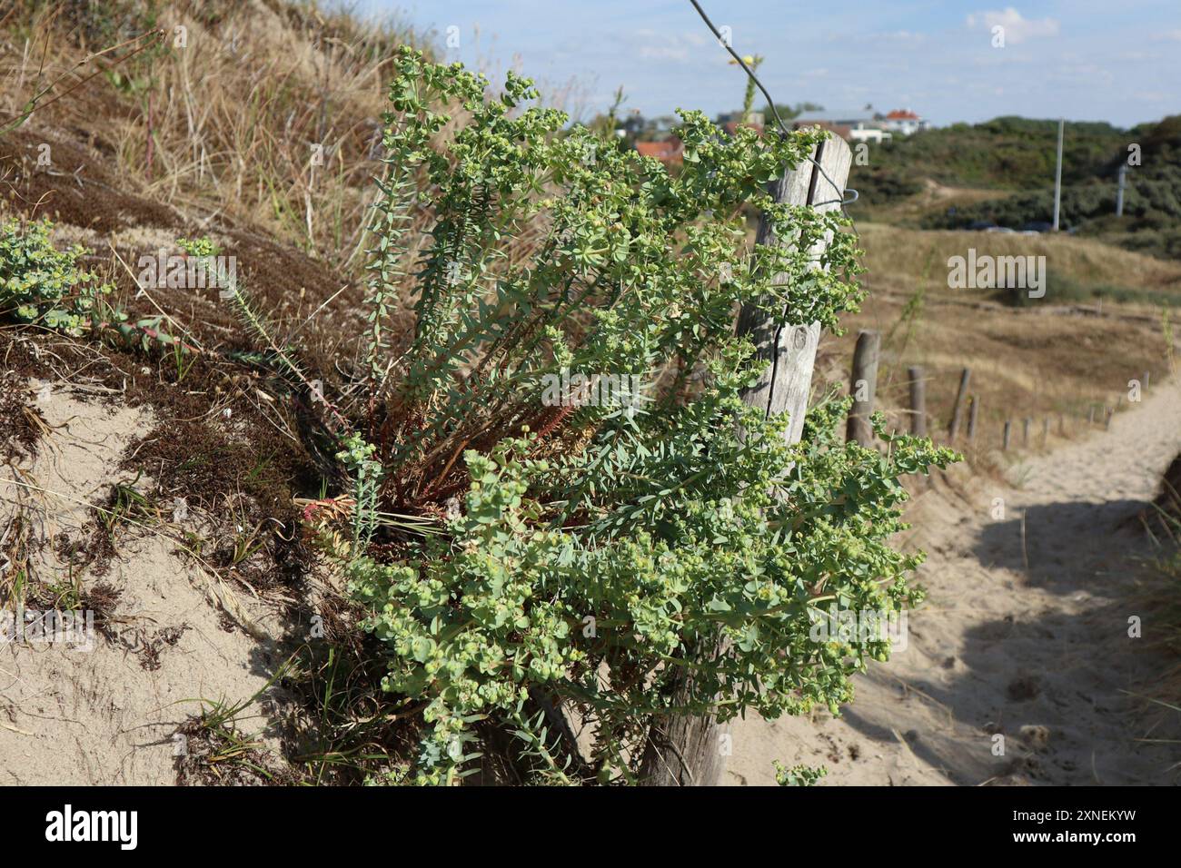 Sea Spurge (Euphorbia paralias) Plantae Stock Photo - Alamy