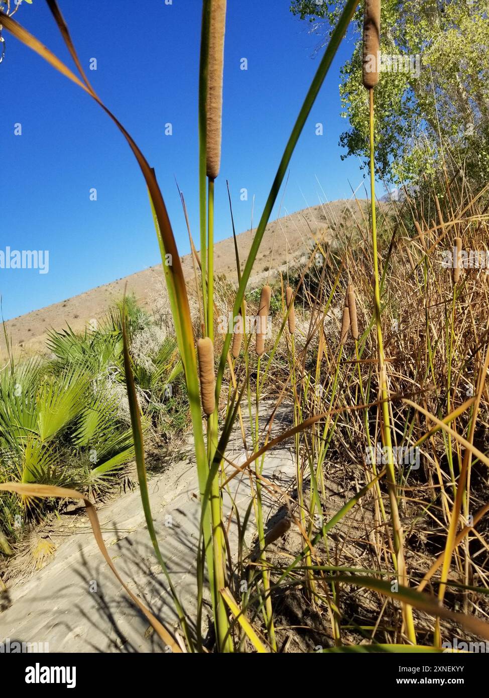 southern cattail (Typha domingensis) Plantae Stock Photo - Alamy