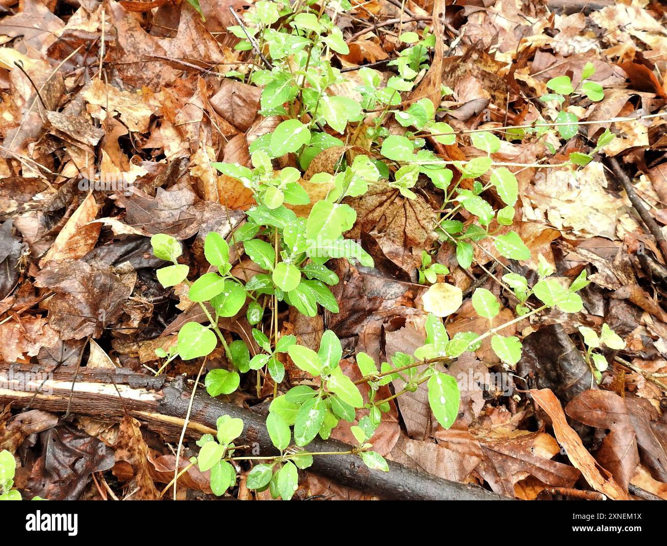 plants (Plantae) Plantae Stock Photo - Alamy