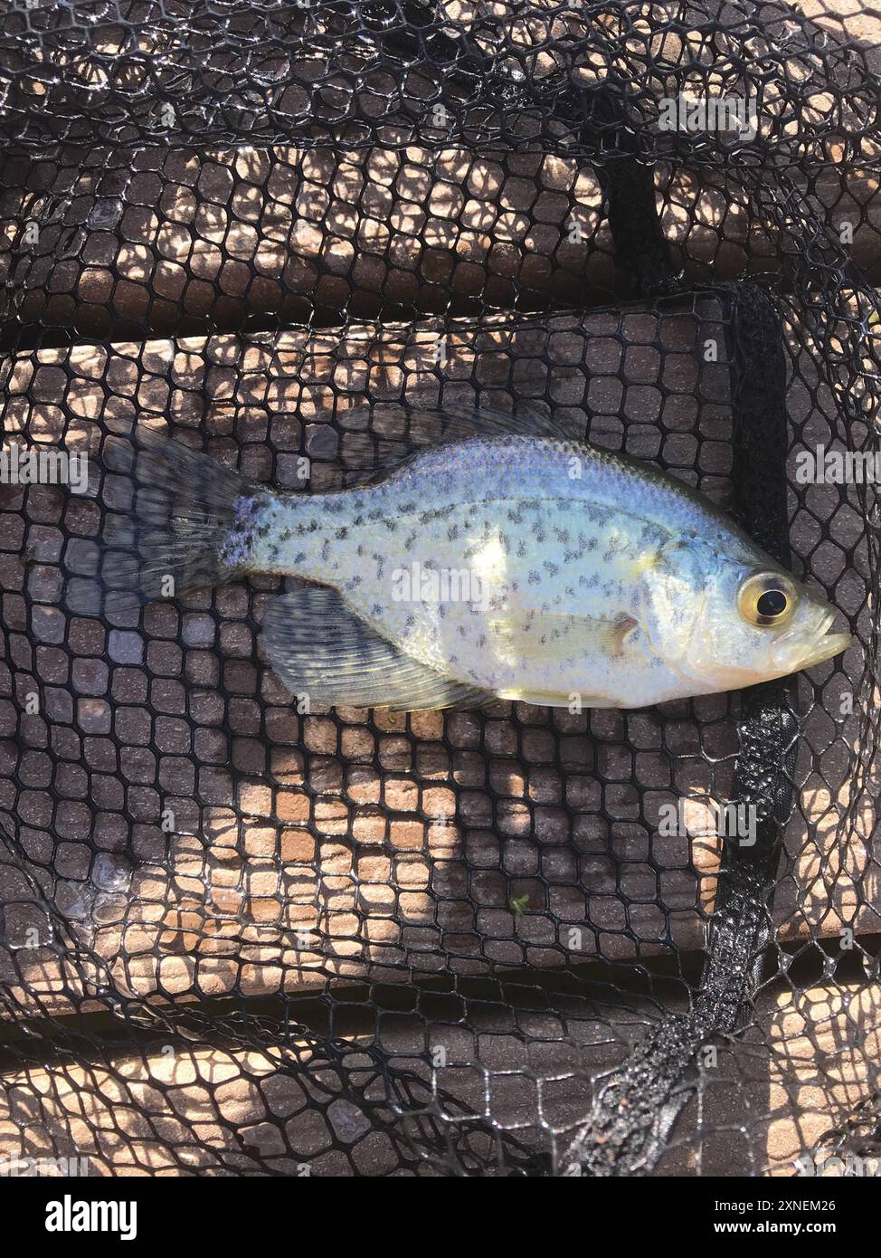 Black Crappie (Pomoxis nigromaculatus) Actinopterygii Stock Photo - Alamy