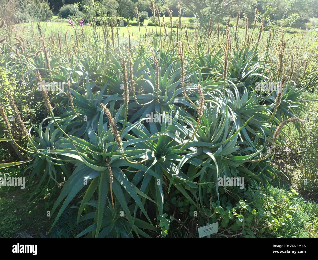 Candelabra Aloe (Aloe arborescens) Plantae Stock Photo - Alamy