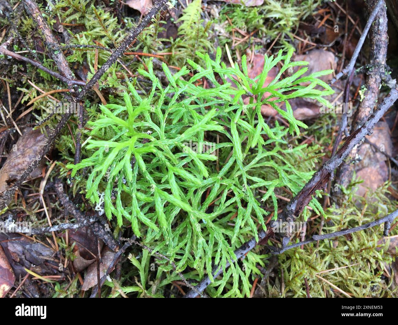 northern ground-cedar (Diphasiastrum complanatum) Plantae Stock Photo ...