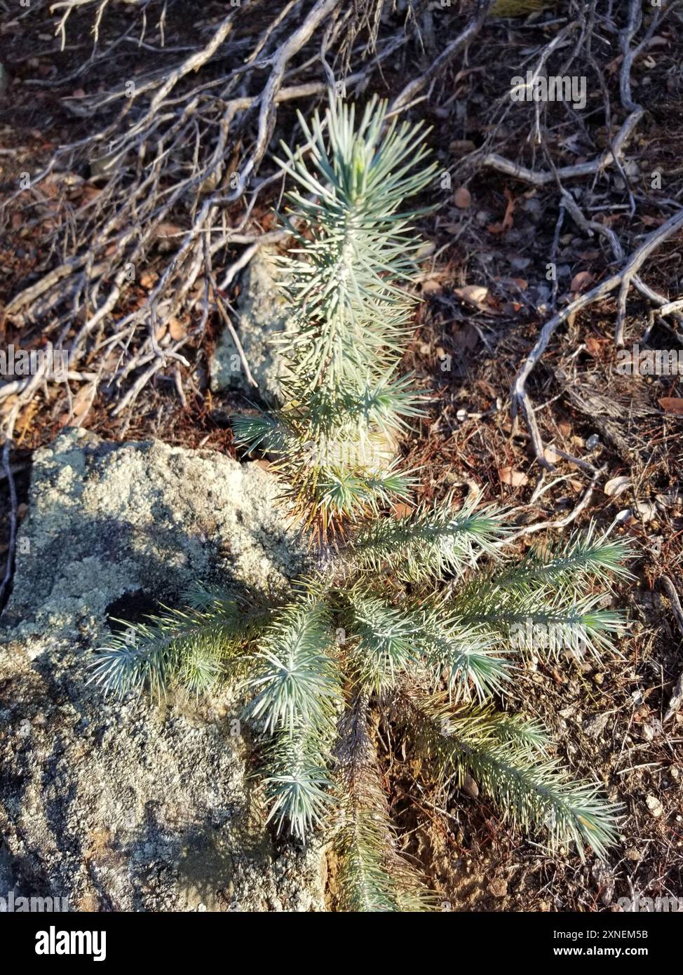 Parry pinyon (Pinus quadrifolia) Plantae Stock Photo - Alamy