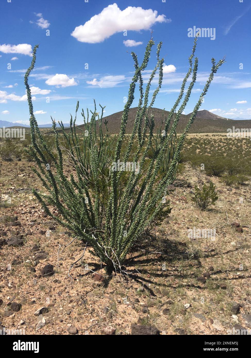 ocotillo (Fouquieria splendens) Plantae Stock Photo - Alamy