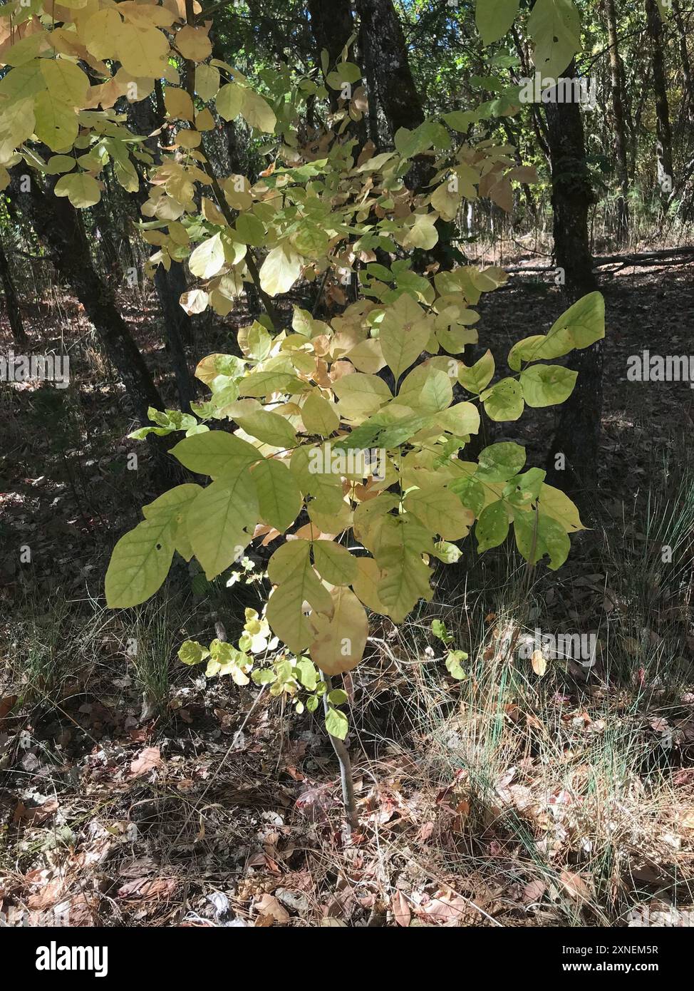 Oregon Ash (Fraxinus latifolia) Plantae Stock Photo - Alamy