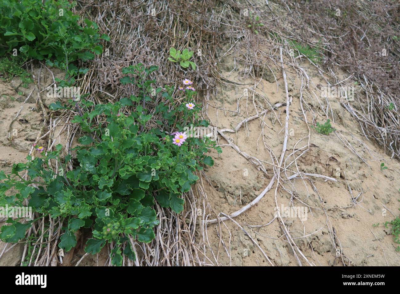 Red-purple Ragwort (Senecio elegans) Plantae Stock Photo - Alamy
