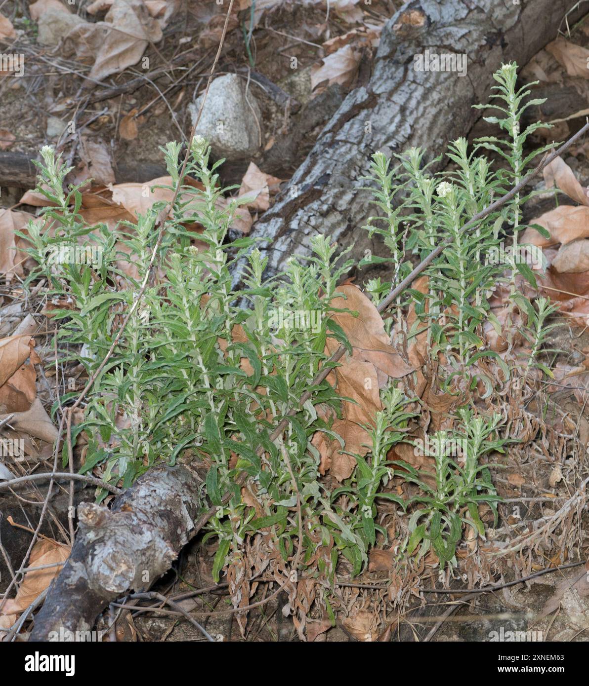 two-color rabbit tobacco (Pseudognaphalium biolettii) Plantae Stock ...