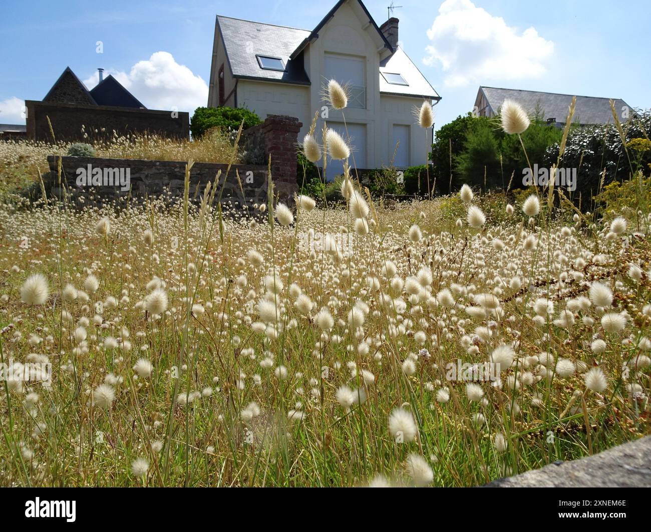 Hare's Tail Grass (Lagurus ovatus) Plantae Stock Photo - Alamy