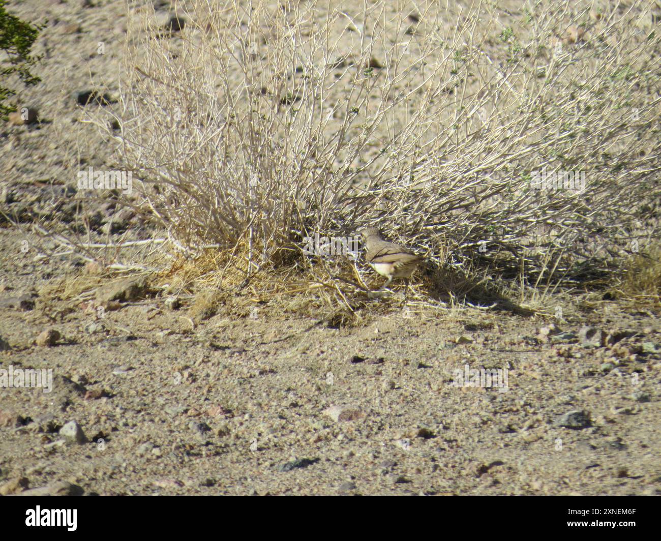 Rock Wren (Salpinctes obsoletus) Aves Stock Photo - Alamy