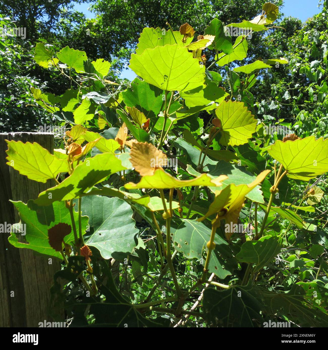 Common Forest Grape (Rhoicissus tomentosa) Plantae Stock Photo - Alamy